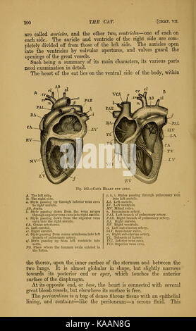 This study on the skeletal structure of vertebrates focuses on the ...