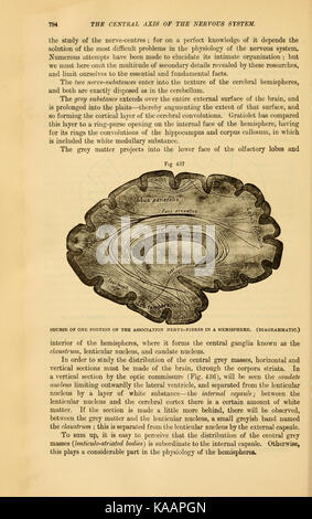 This work on comparative anatomy focuses on the structure of the ...