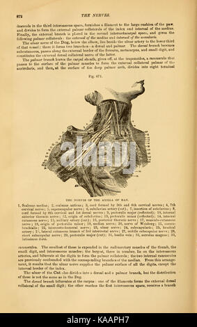 The comparative anatomy of the domesticated animals (Page 100 ...