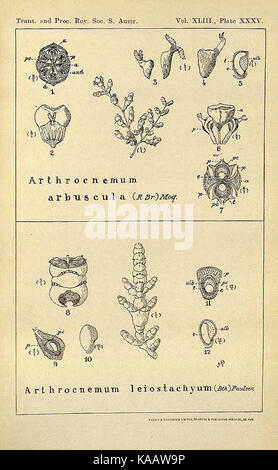 Tecticornia arbuscula, Tecticornia indica subsp leiostachya Stock Photo ...