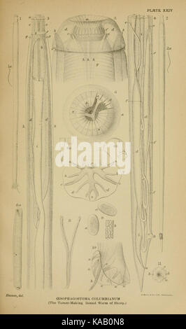 This illustration from 'Animal Parasites and Parasitic Diseases' shows ...