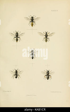 Saunders' work on Hymenoptera Aculeata presents detailed illustrations ...