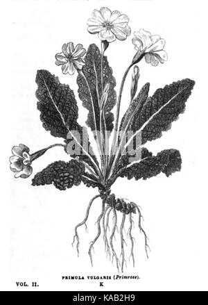 Primula vulgaris is a species of flowering plant in the family ...