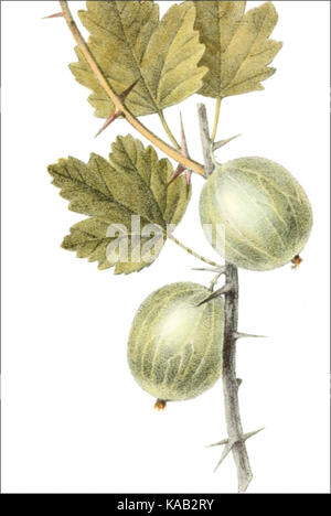 Ribes uva-crispa, Wild Gooseberry known as gooseberry or European ...