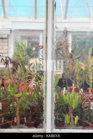 Cacti and succulents nursery Stock Photo - Alamy