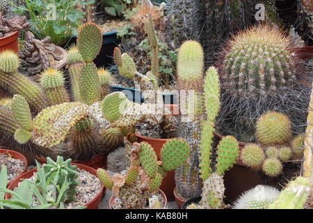 Collection of cactus and succulent plants in pot outdoor. Potted cactus ...