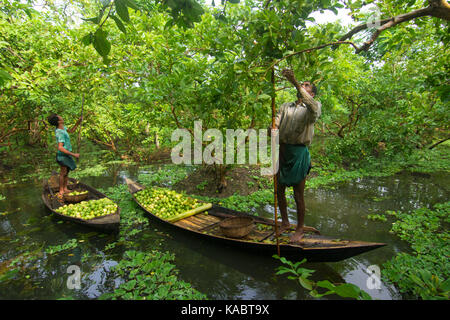 Guava Tree with green fruit growing in a farm orchard Stock Photo: 213078202 - Alamy