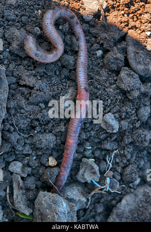 a earthworm in soil - close up shot Stock Photo - Alamy