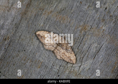 Gem Moth (Orthonama obstipata Stock Photo - Alamy