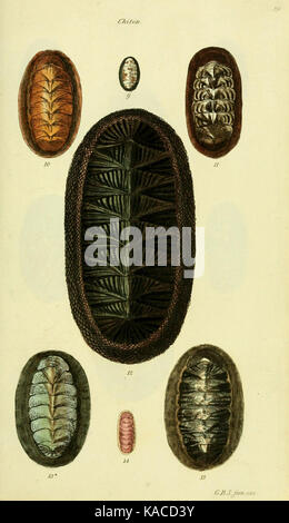 This collection of illustrations presents detailed depictions of ...