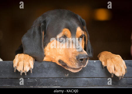 Tyrolean Hound. Adult dog looking over a stable door. Germany Stock ...