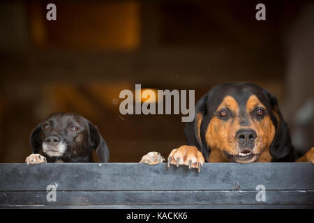 Tyrolean Hound and mixed-breed dog looking over a stable door. Austria ...