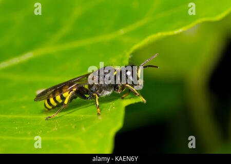 Solitary wasp Crossocerus dimediatus adult male. Powys, Wales. June ...
