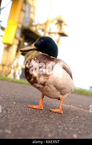 Beautiful duck with green face walking in a park Stock Photo - Alamy