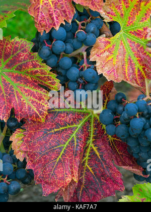 Grape 'Regent' ripe and leaves changing colour growing outside in ...