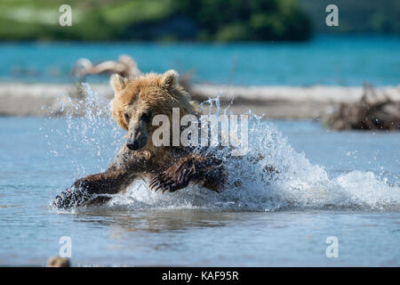 Brown bear pouncing on sockeye salmon, Kamchatka, Russia Stock Photo ...