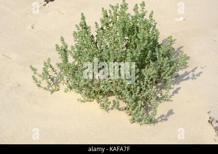 Saltwort Salsola kali growing on embryo dunes Pembrey Burrows and ...