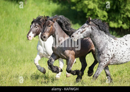 Noriker Horse. Juvenile horses (blue roan, pinto and leopard-spotted ...