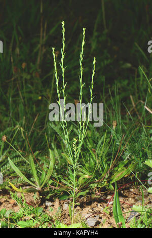 Flowering Thymelaea hirsuta Stock Photo - Alamy