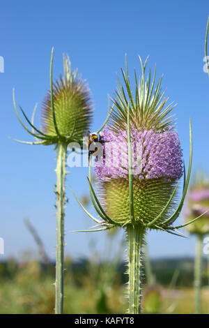 Wild teasel (Dipsacus fullonum) at flowering time, North Rhine ...