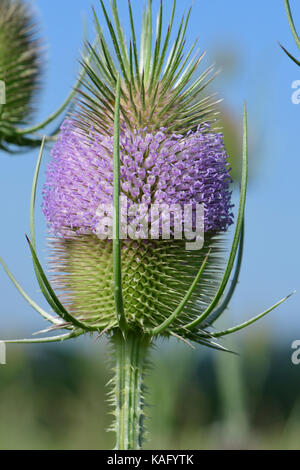 Wild teasel (Dipsacus fullonum) at flowering time, North Rhine ...