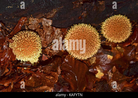 Puffball Mushroom on the Forest Floor Stock Photo - Alamy