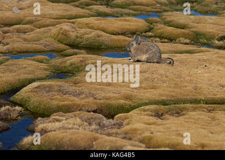 Mountain Viscacha (Lagidium viscasia) resting in a wetland area of ...