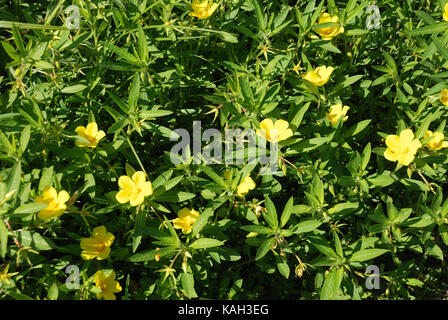 LUDWIGIA GRANDIFLORA THE INVASIVE WATER PRIMROSE THREATENING UK SHOWN ...