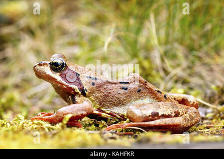 European Common brown Frog in latin Rana temporaria grass frog Stock ...