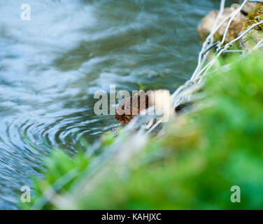 Rare black european water vole (Arvicola amphibius) in the Scottish ...