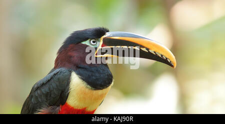 Toucan seen in profile in Ecuadorian amazon. Common names: Tucan ...