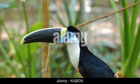 Toucan seen in profile in Ecuadorian amazon. Common names: Pichilingo ...