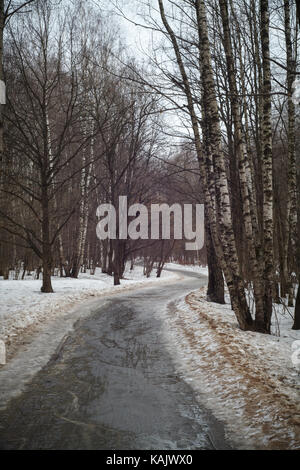 birch forest with melting snow in spring background Stock Photo - Alamy