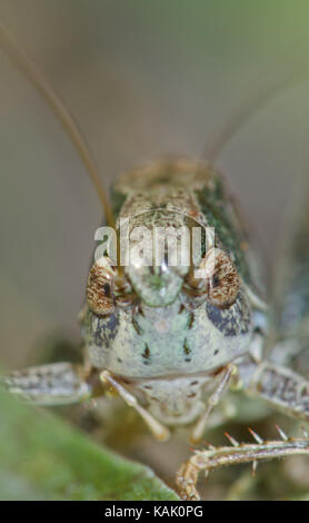 Gray bush-crickets (Platycleis albopunctata), Other animals, Insects ...