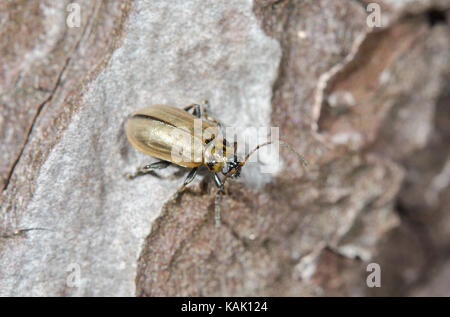 Heather Beetle (Lochmaea suturalis Stock Photo - Alamy