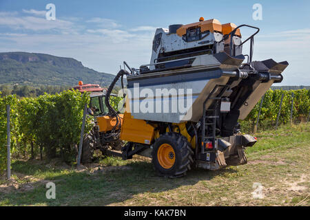 Grape harvesting machine working in the vineyards of Borba, Alentejo ...