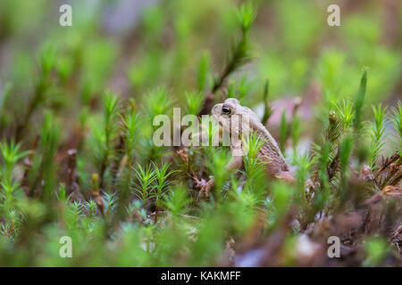 baby american toad Stock Photo - Alamy