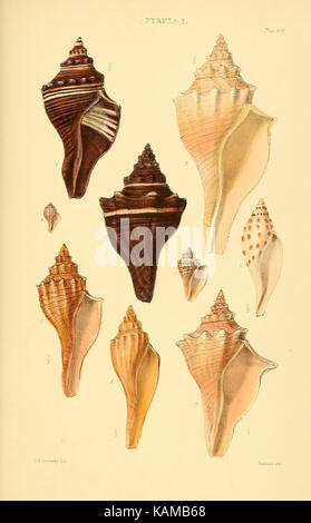 A detailed illustration or photograph depicting various species of ...
