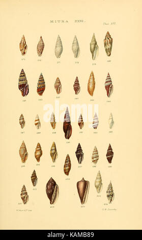 A pictorial work on the shells of mollusks, focusing on the Conus ...