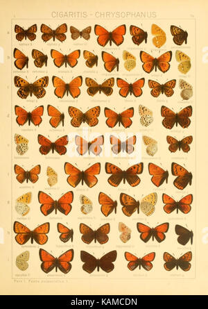 Macrolepidoptera, World Lepidoptera, Butterfly Species, Moths ...