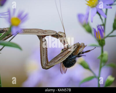 Chinese mantis eating bumble bee Stock Photo - Alamy
