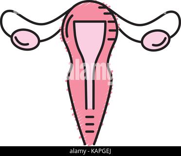 uterus fallopian tubes anatomy female Stock Vector Image & Art - Alamy