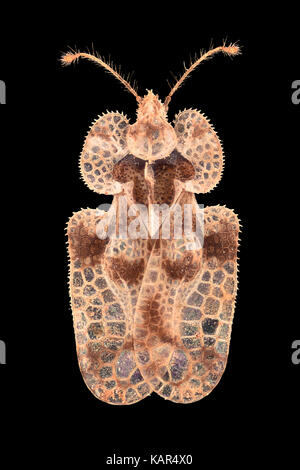 Sycamore lace bug (Corythucha ciliata), several Sycamore lace bugs on a ...