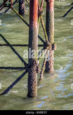 Iron pier legs of Southend Pier with red corrosion and barnacles ...