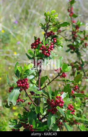 Mediterranean buckthorn (Rhamnus alaternus) is an evergreen shrub ...