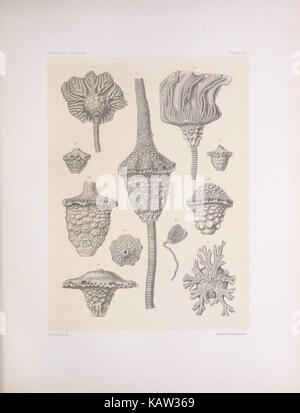 This illustration depicts a species of marine organism found in the ...