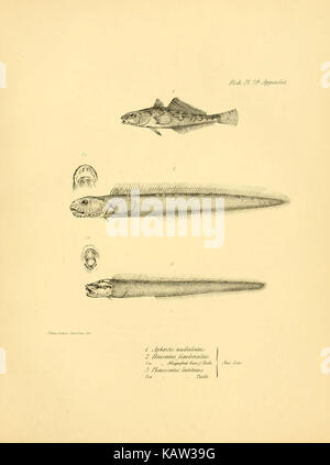 The zoology of the voyage of H.M.S. Beagle (Fish. Pl. 25 Stock Photo ...