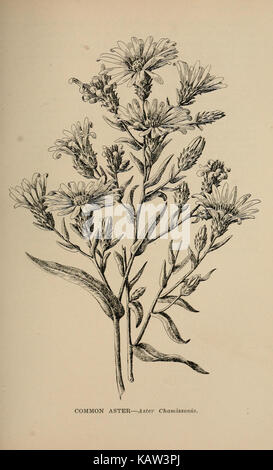 This section from 'The Natural History of Plants' illustrates the ...