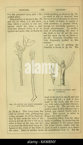 The ladies' companion to the flower garden (Page 141) BHL13571489 Stock ...