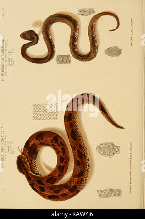 A scientific illustration from 'The Poisonous Snakes of India ...